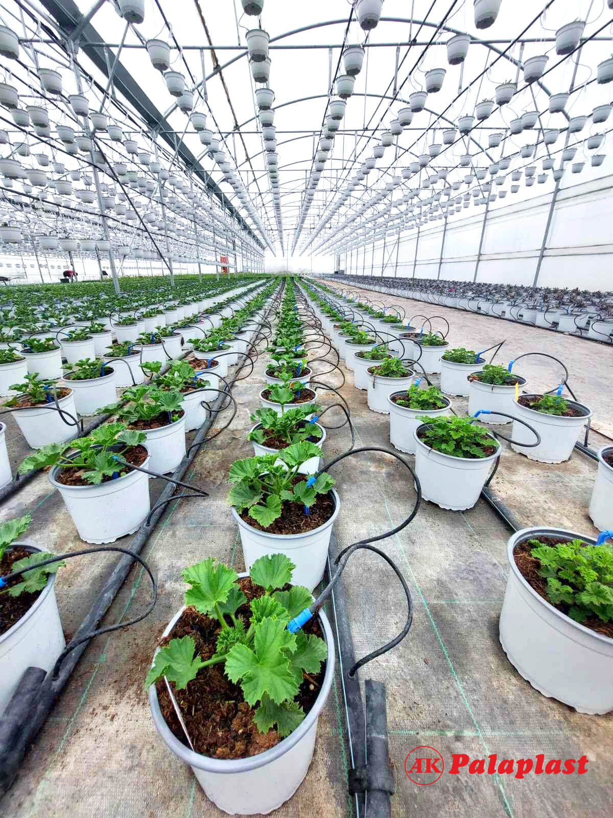 Complete Hydroponic System - Palaplast Project