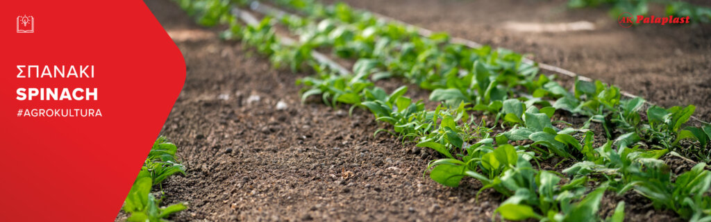SPINACH: Cultivation Characteristics and Irrigation. - Palaplast